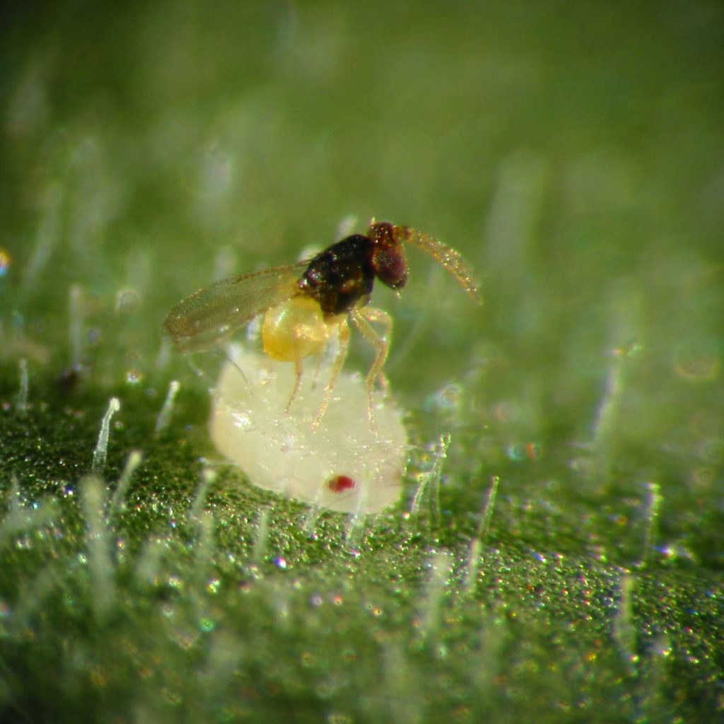 ControlBest | Controladores Biológicos